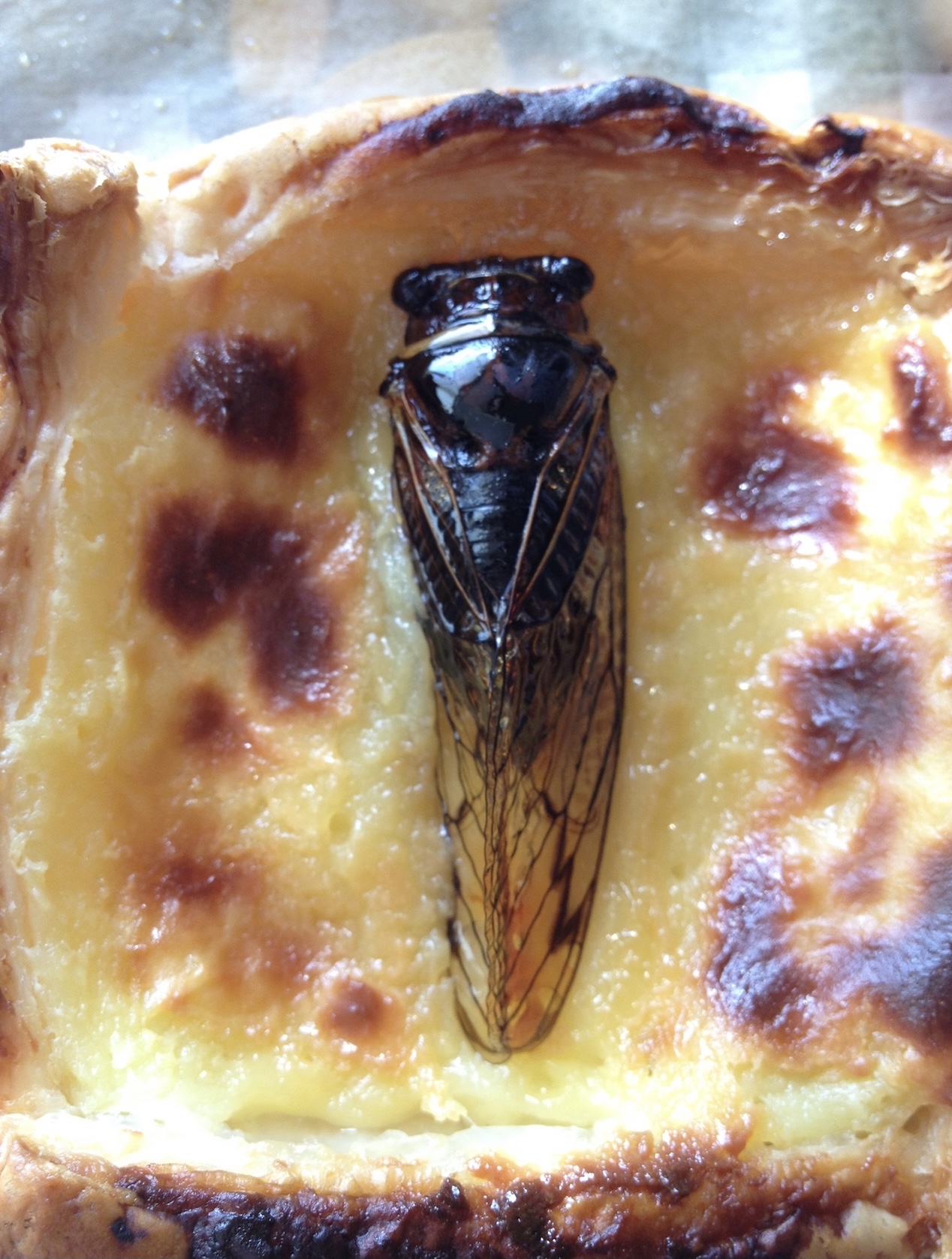 ちょっと時期が過ぎましたが | syshan株式会社