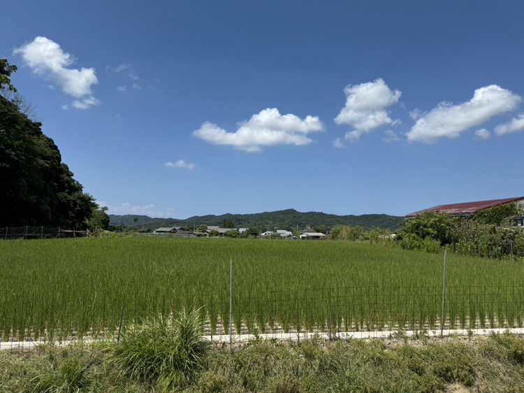 ゴ～ルデンミーーート 一期一会さんからの情報です → 2025年淡路島産新玉ねぎが入荷間近！！ | syshan株式会社